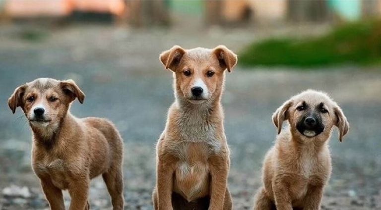 Zoonosis bajo la lupa: exigen explicaciones por el desplazamiento de su ...